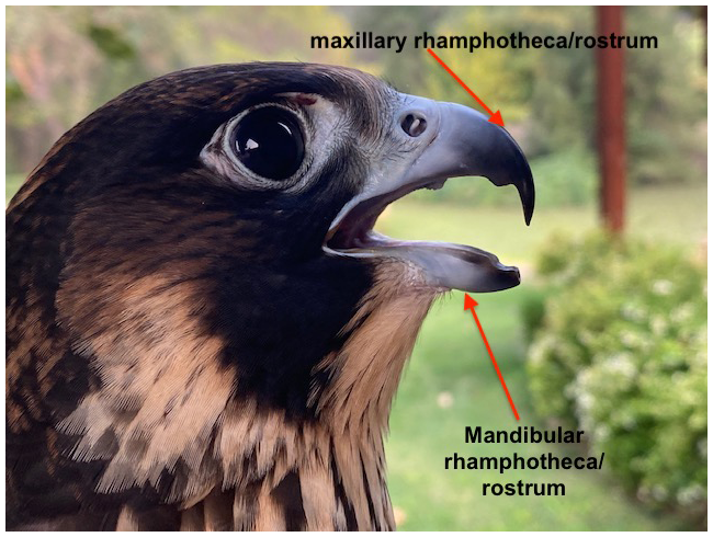 Anatomy | Category - Clinical Avian Pathology Services