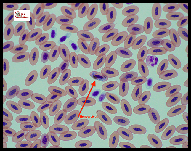 Hemoparasites - Clinical Avian Pathology Services