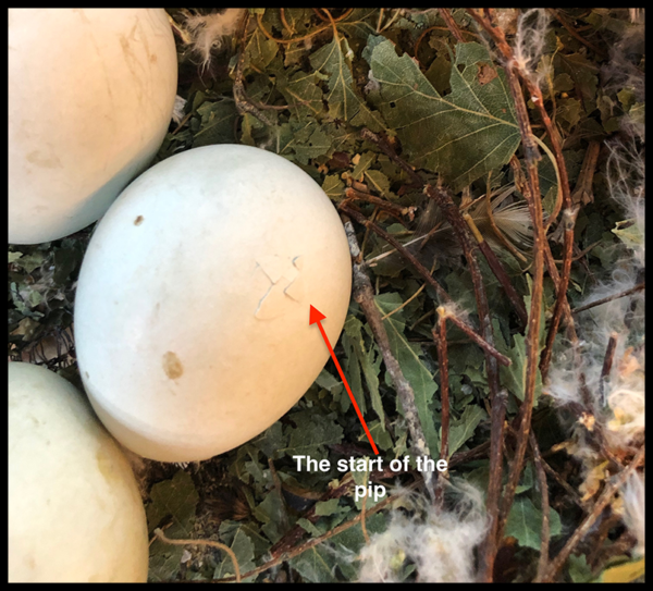 Egg Tooth | Pipped Egg - Clinical Avian Pathology Services