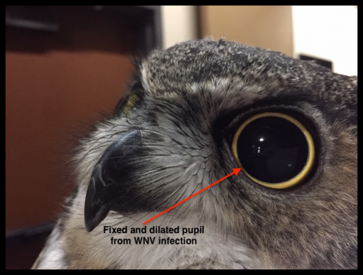 Infectious Diseases Of Birds Of Prey - Clinical Avian Pathology Services