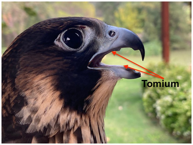 Anatomy | Category - Clinical Avian Pathology Services