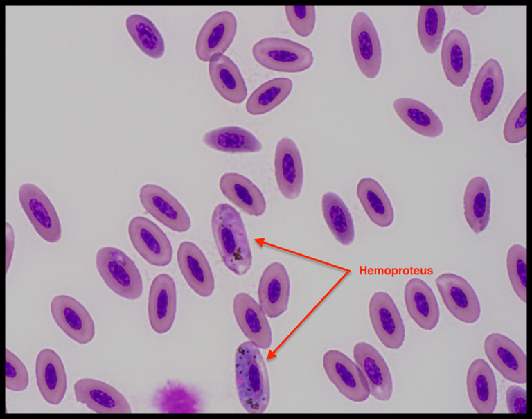 Hemoparasites - Clinical Avian Pathology Services