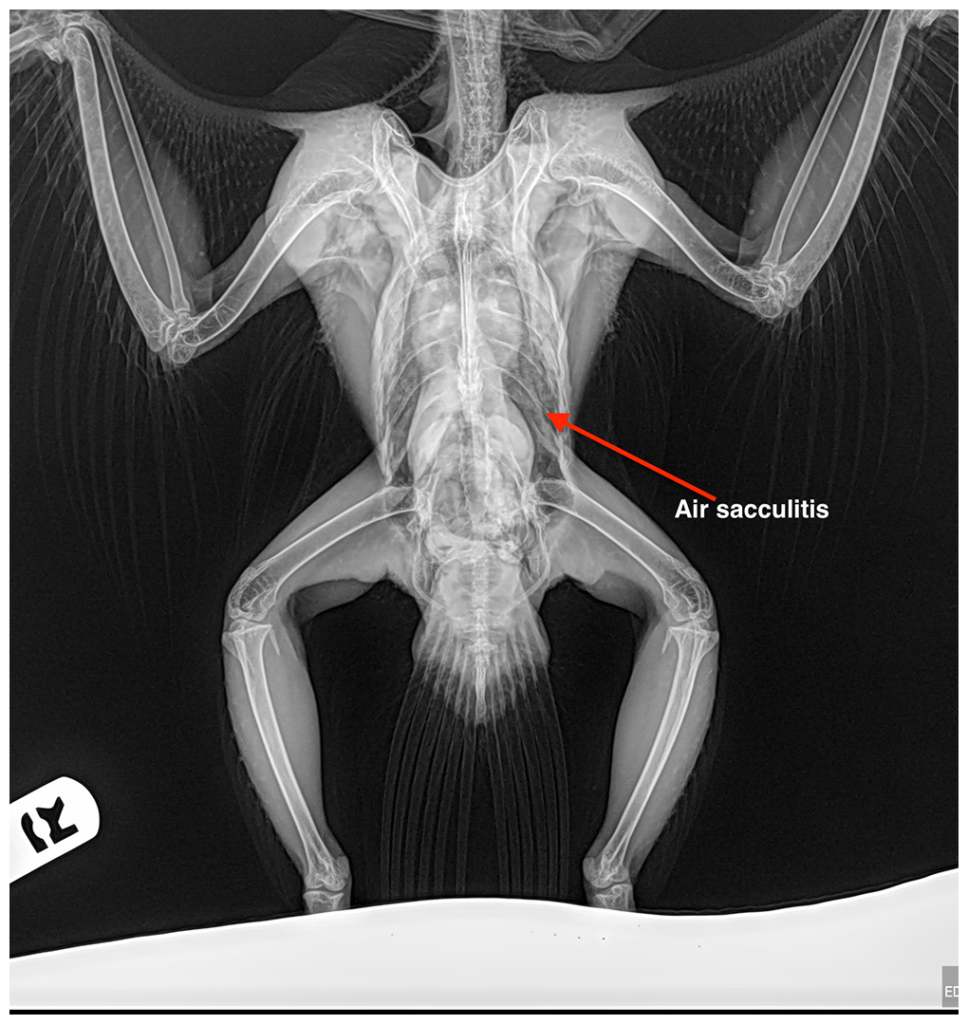 Radiographs/Respiratory - Clinical Avian Pathology Services