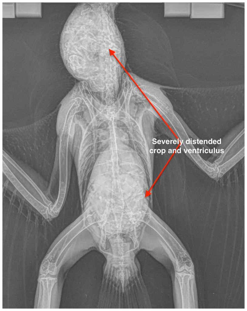 Radiographs | Organ Abnormalities - Clinical Avian Pathology Services