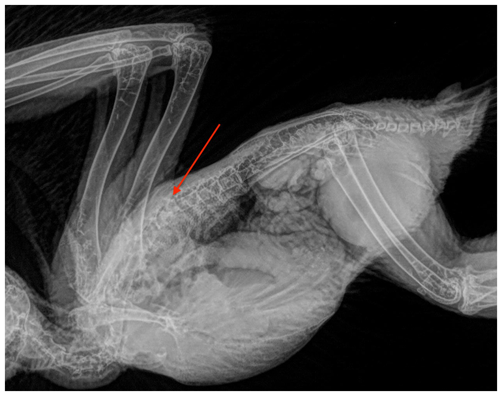 Radiographs|Trauma - Clinical Avian Pathology Services