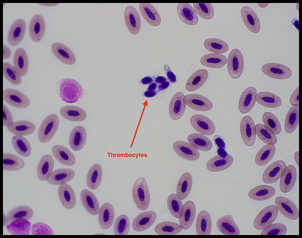 Hematology | Blood Cell Identification - Clinical Avian Pathology Services