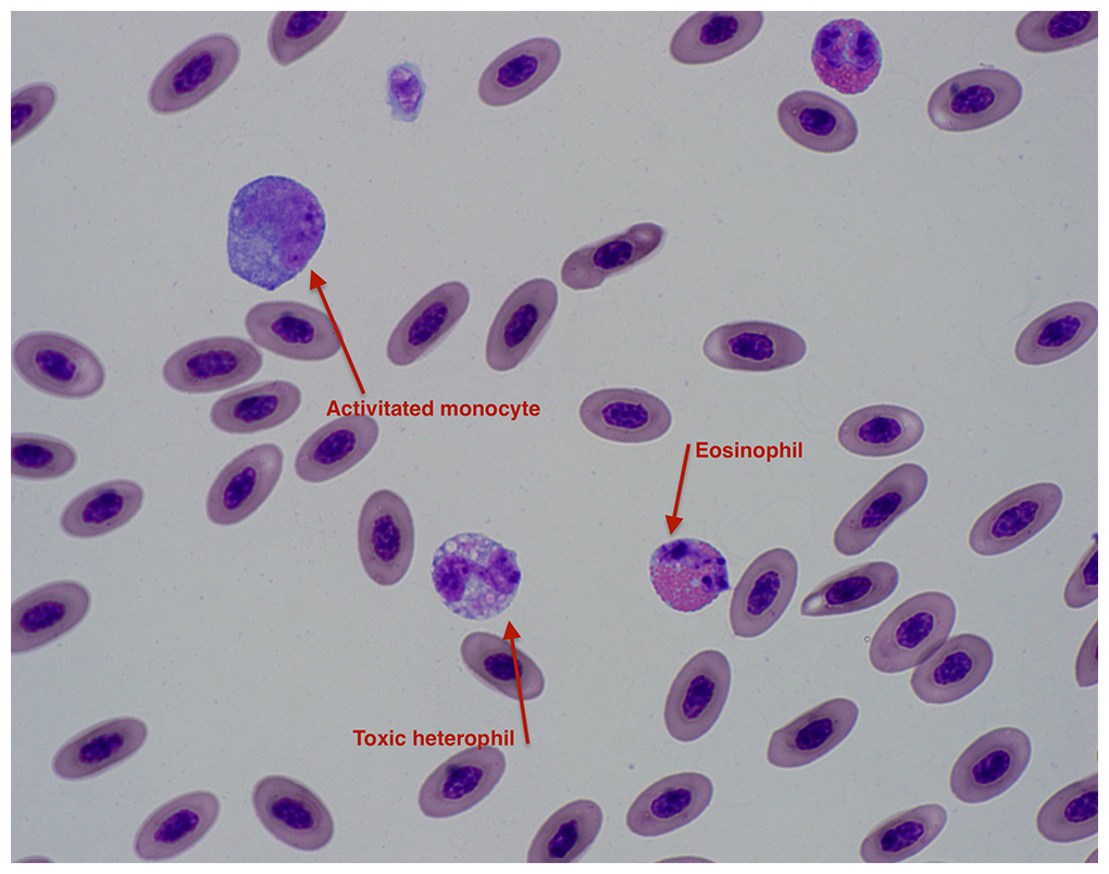 Hematology | Cellular Response to Disease - Clinical Avian Pathology ...