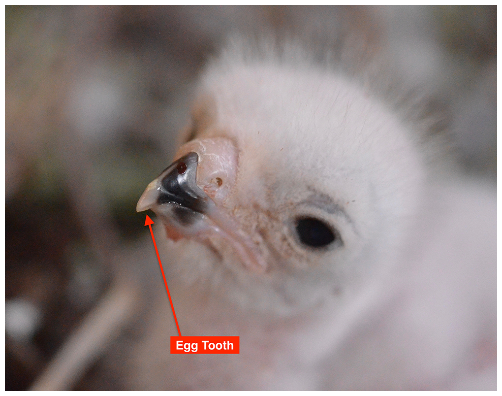 Anatomy | Category - Clinical Avian Pathology Services