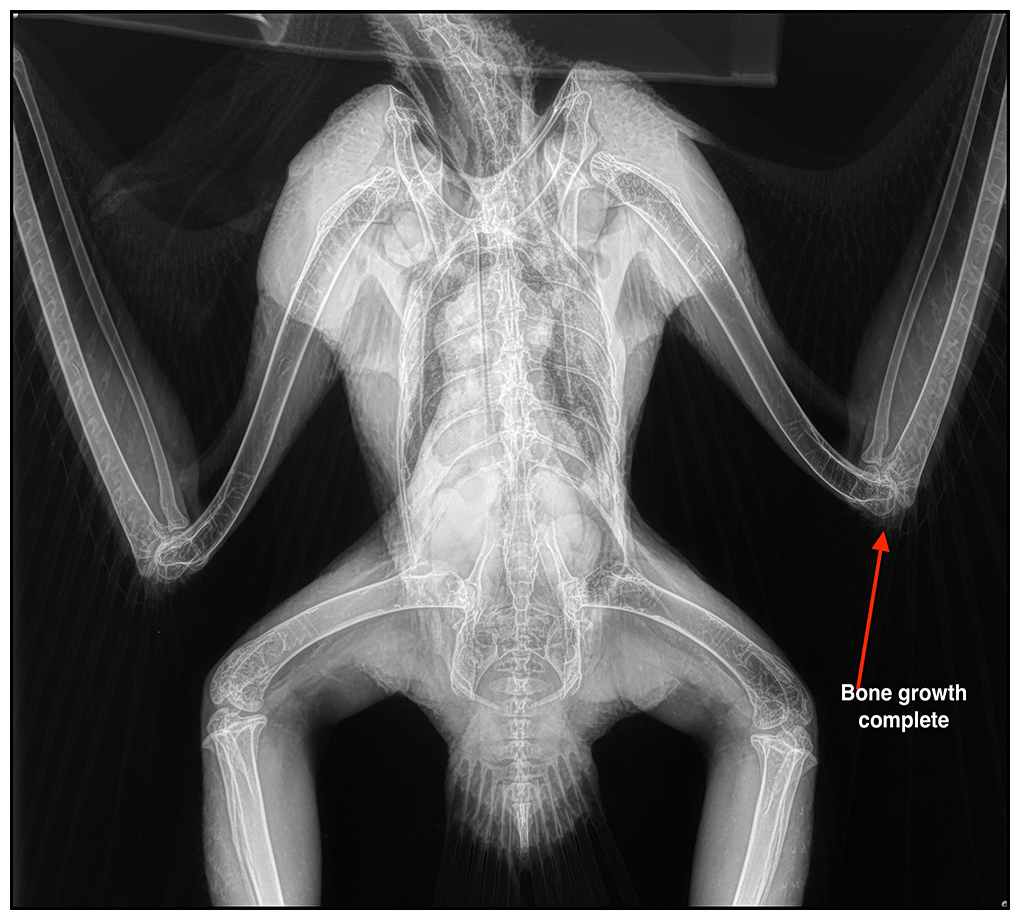 Radiographs | Normal - Clinical Avian Pathology Services