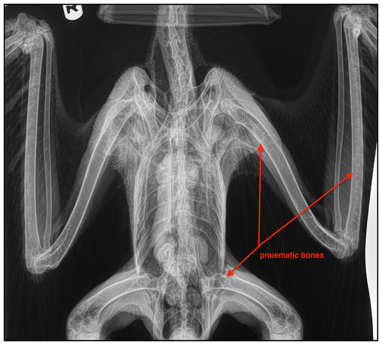 Radiographs | Normal - Clinical Avian Pathology Services