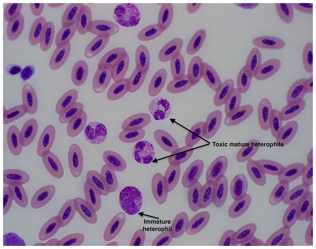 Hematology | Cellular Response to Disease - Clinical Avian Pathology ...